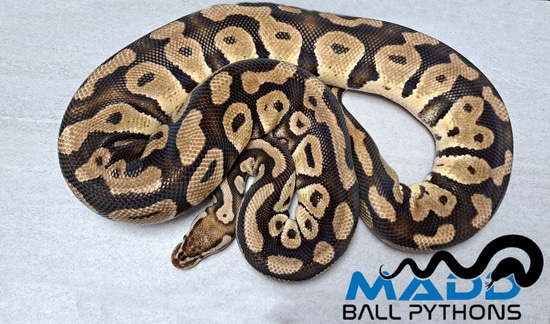Pastel 100% Het Clown (Shipping Included) Ball Python by MADD Ball Pythons