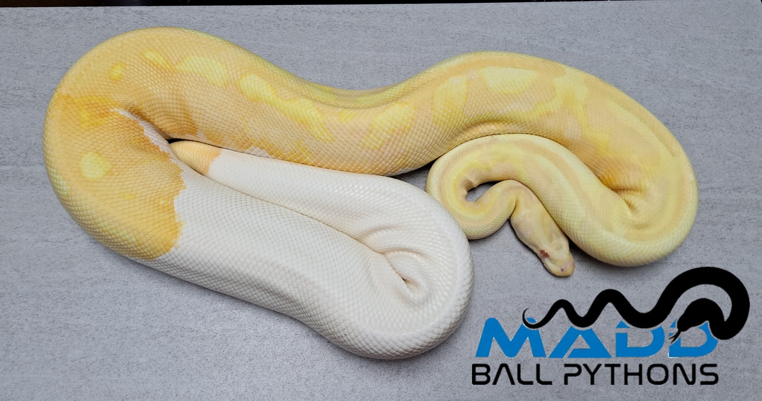 Albino Pied Ball Python by MADD Ball Pythons - MorphMarket