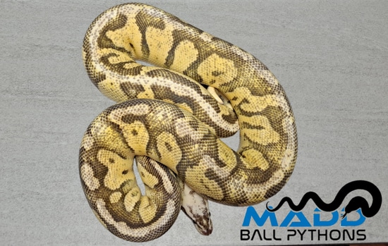 Vanilla Scream (Shipping Included) Ball Python by MADD Ball Pythons