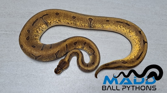 Super Enchi Pinstripe 100% Het Sunset Ball Python by MADD Ball Pythons