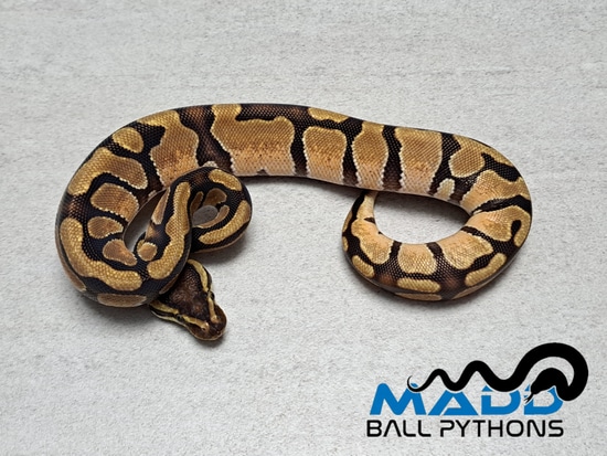 Enchi 100% Het Sunset Ball Python by MADD Ball Pythons