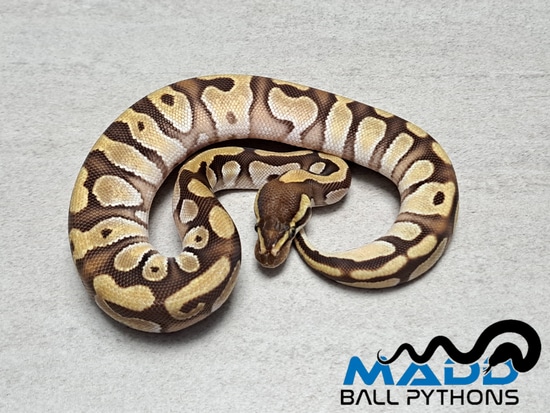 Mojave Enchi 100% Het Sunset Ball Python by MADD Ball Pythons