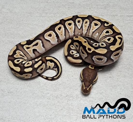 Mojave 100% Het Sunset Ball Python by MADD Ball Pythons