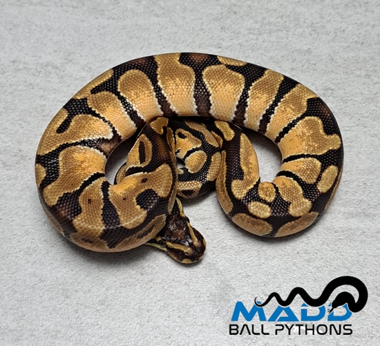 Enchi 100% Het Sunset Ball Python by MADD Ball Pythons