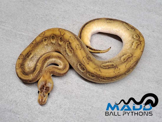 Champagne Shatter Ball Python by MADD Ball Pythons