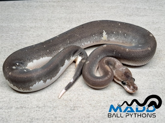 Blackhead Super Cinnamon Lesser YB Ball Python by MADD Ball Pythons