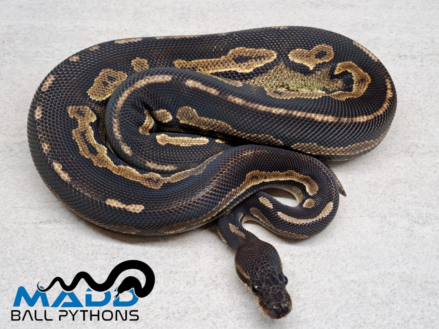 Blackhead Cinnamon Ball Python by MADD Ball Pythons - MorphMarket