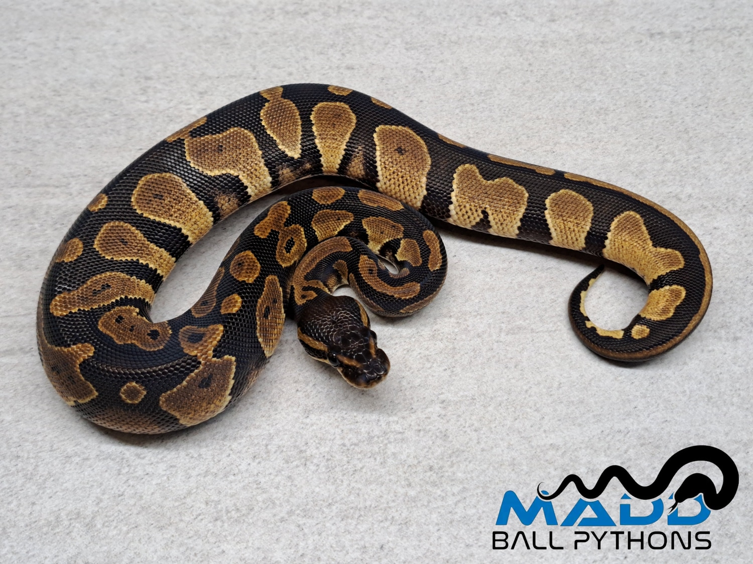 Blackhead Ball Python by MADD Ball Pythons - MorphMarket