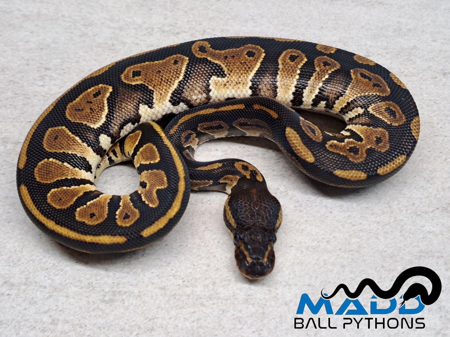 Blackhead Ball Python by MADD Ball Pythons - MorphMarket