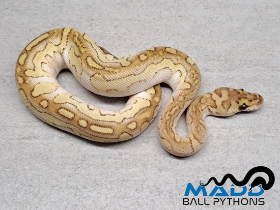 Butter YB Or Specter Clown Ball Python by MADD Ball Pythons
