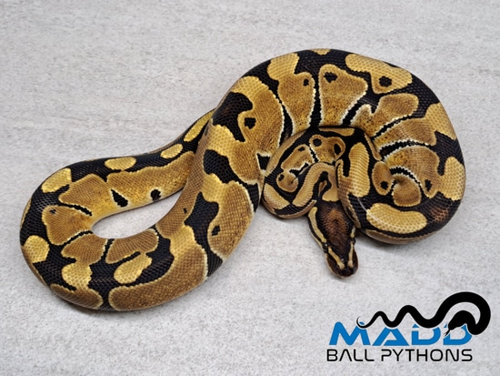 100% Het Puzzle Ball Python by MADD Ball Pythons
