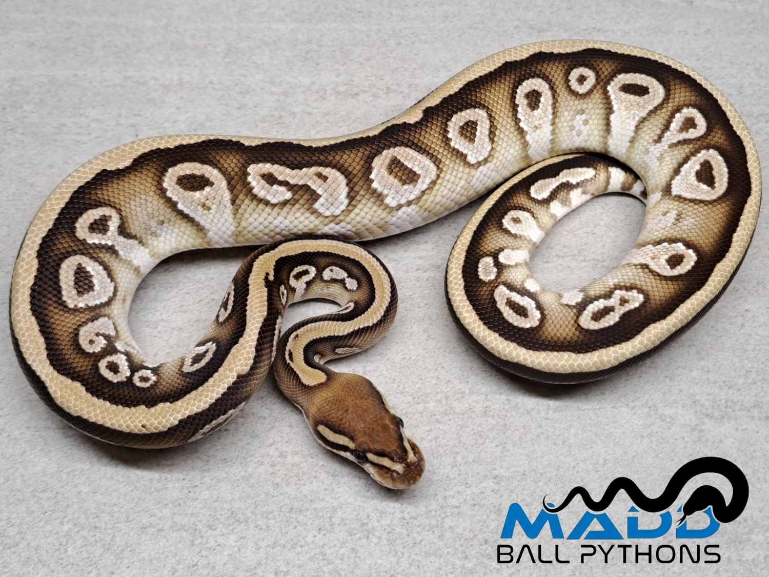 Cypress Butter YB 100% Het Clown Ball Python by MADD Ball Pythons ...