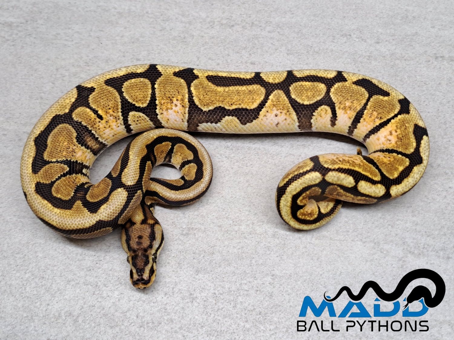 Spotnose Enchi Ball Python by MADD Ball Pythons - MorphMarket