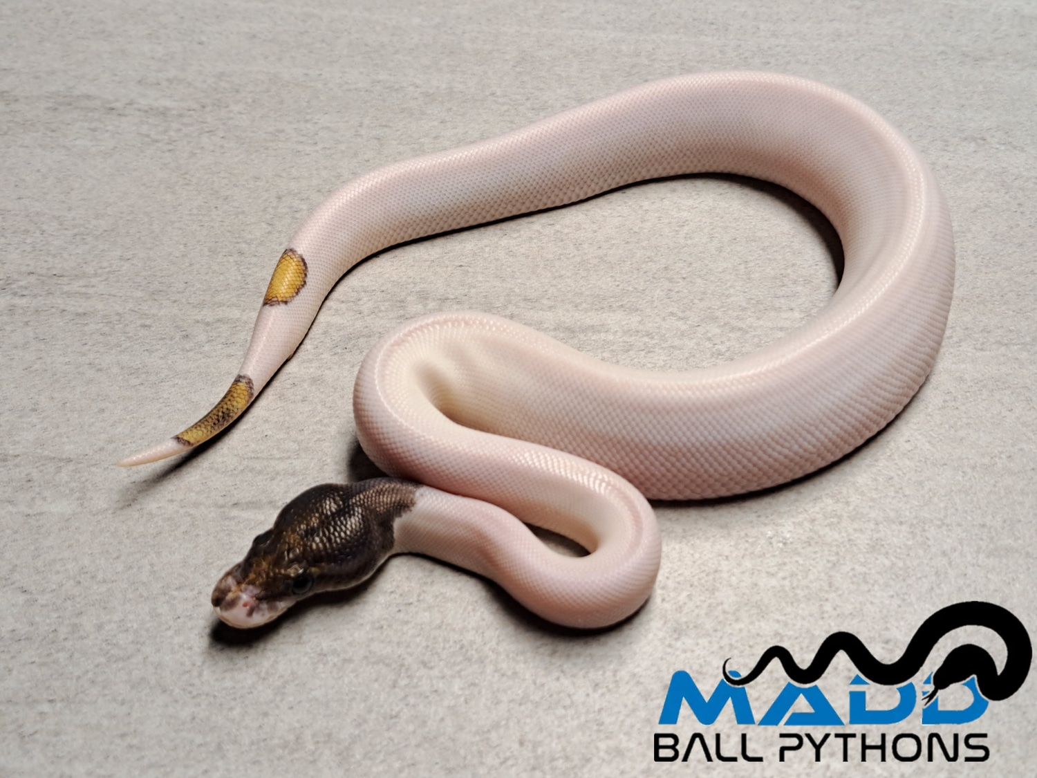 Blackhead Mojave Leopard Pied Ball Python by MADD Ball Pythons ...