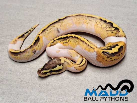 Firefly Pied Ball Python by MADD Ball Pythons