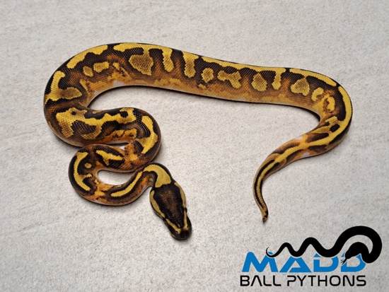 Super Enchi YB Poss OD Pied Ball Python by MADD Ball Pythons