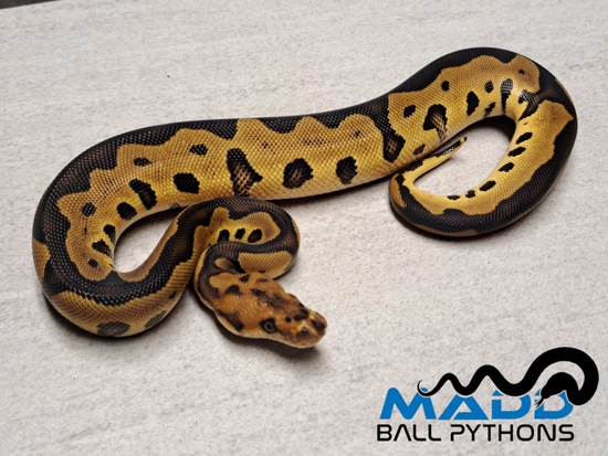 Leopard YB Clown Ball Python by MADD Ball Pythons