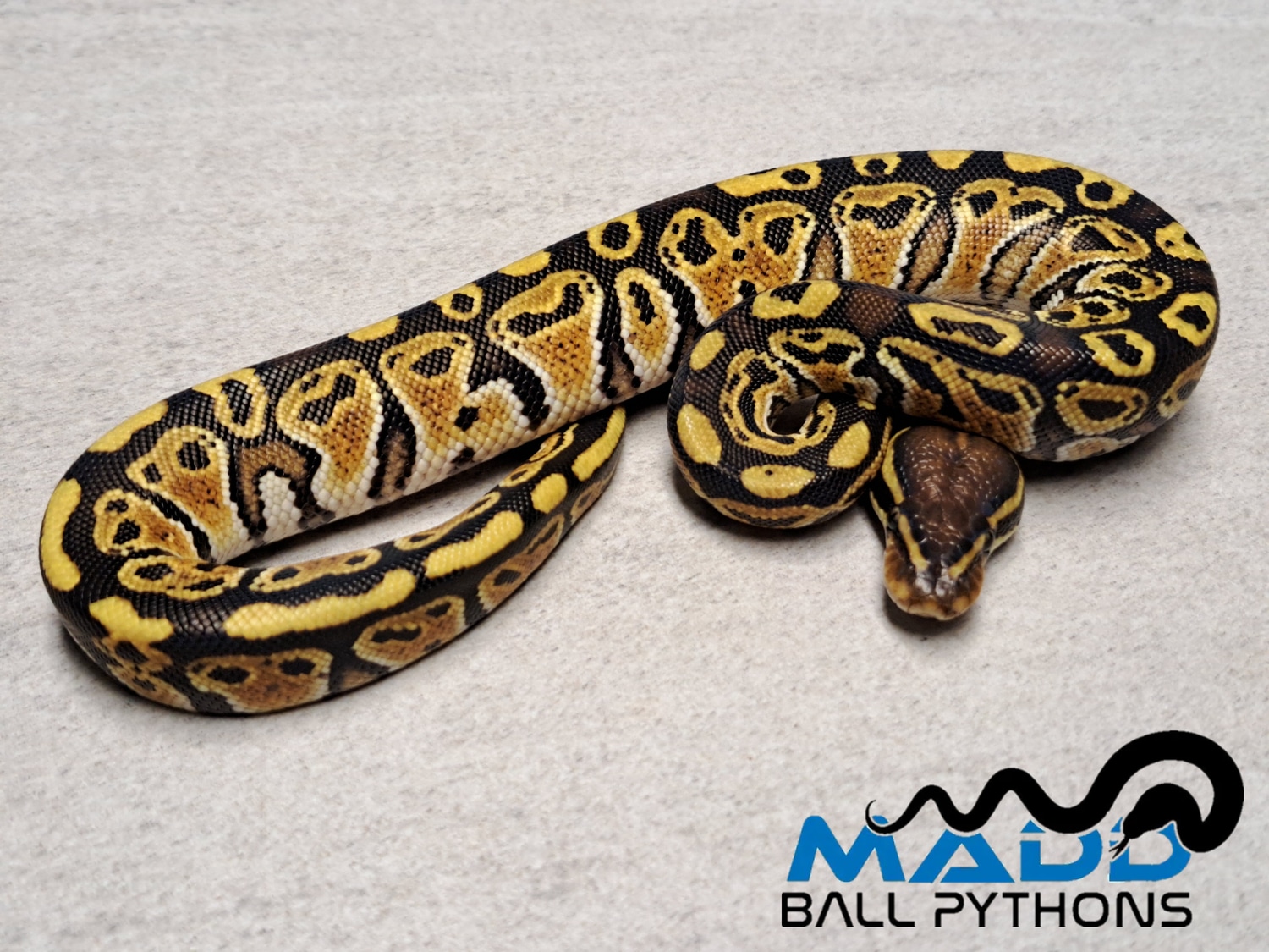Hurricane YB Special Ball Python by MADD Ball Pythons - MorphMarket