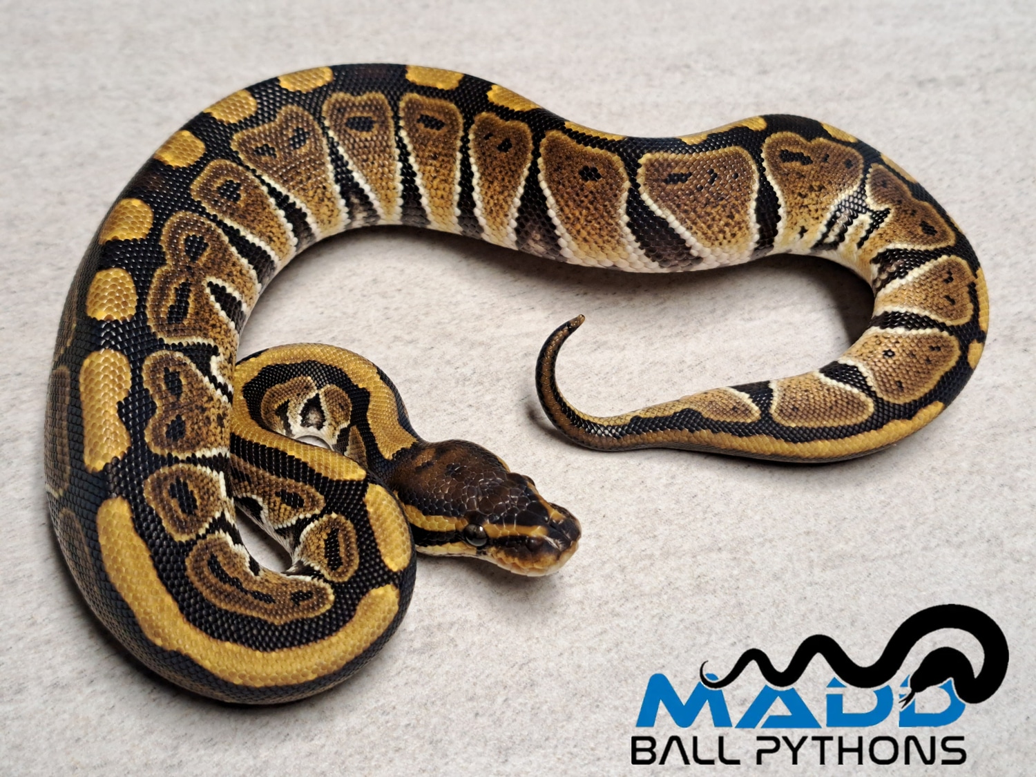 100% Het Puzzle Ball Python by MADD Ball Pythons - MorphMarket