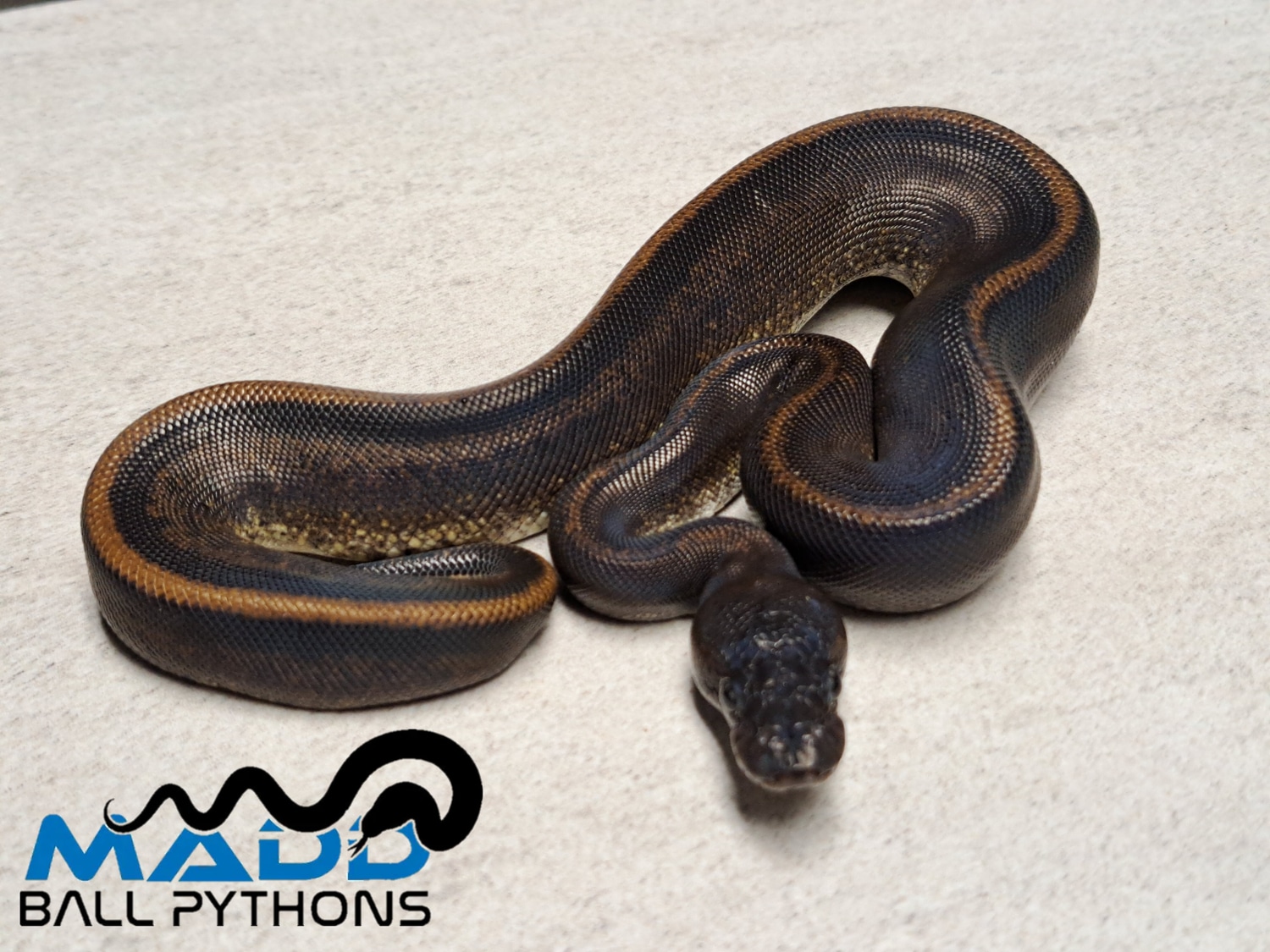 Suma Poss Leopard Enchi Ball Python by MADD Ball Pythons - MorphMarket