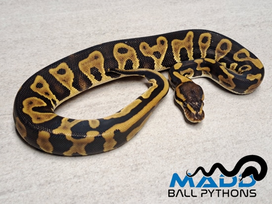 Leopard Chocolate Ball Python by MADD Ball Pythons