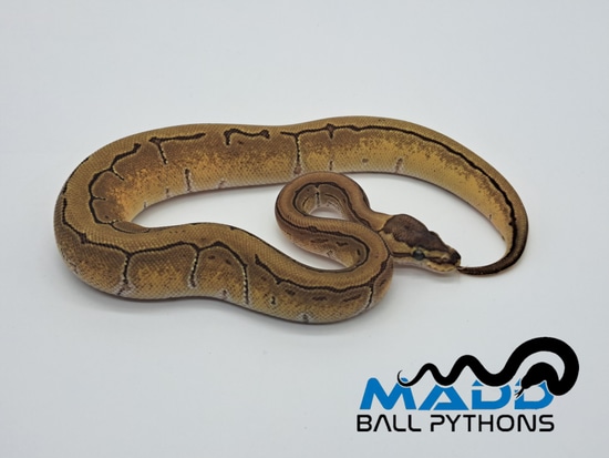 Enchi Pinstripe 100% Het Rainbow 50% Het Ghost 50% Het Albino Ball ...