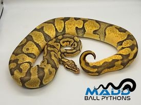 Pastel Enchi Ghost Ball Python by MADD Ball Pythons