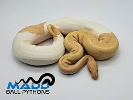 Banana Pied Poss Enchi Ball Python by MADD Ball Pythons