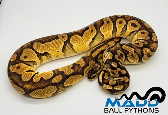 Pastel Enchi Asphalt Ball Python by MADD Ball Pythons