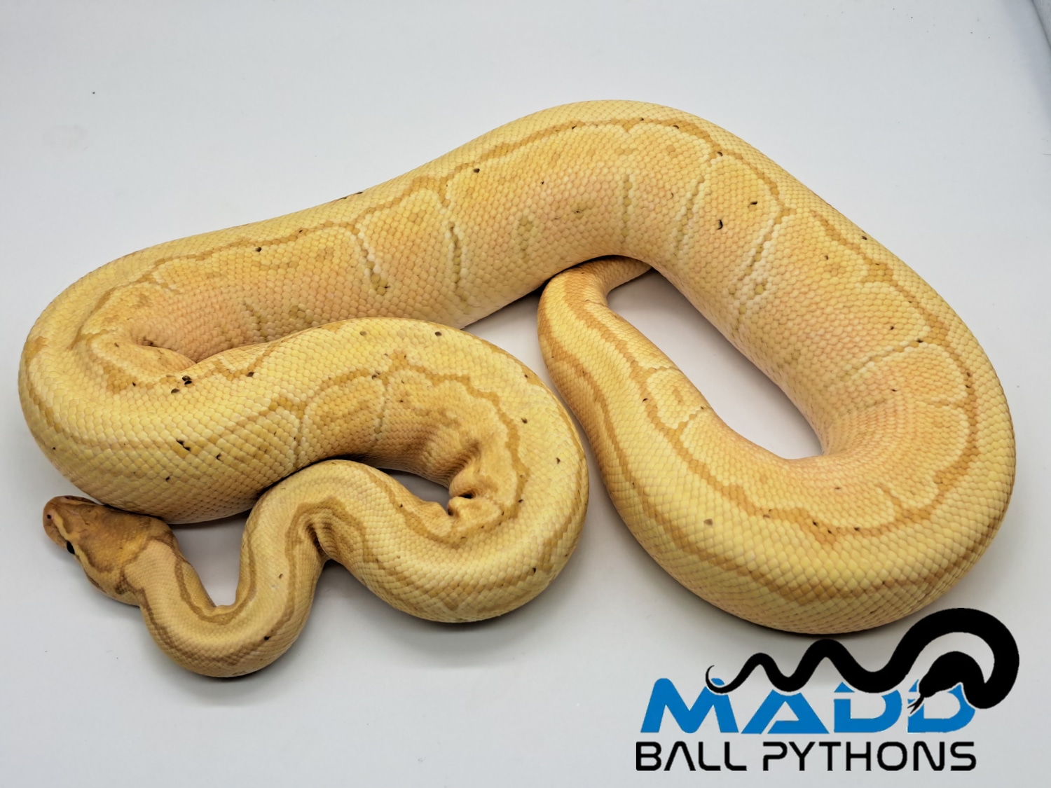 Banana Pinstripe 100% Het Clown Ball Python by MADD Ball Pythons ...