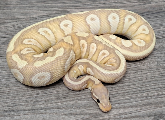 Banana Mojave Ghost Poss OD YB Ball Python by MADD Ball Pythons