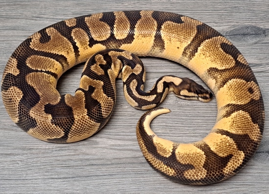 Citrus Pastel Enchi YB Or Gravel Ball Python by MADD Ball Pythons