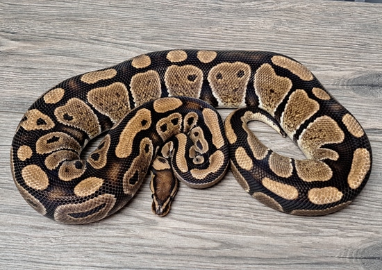 100% Het Puzzle Ball Python by MADD Ball Pythons