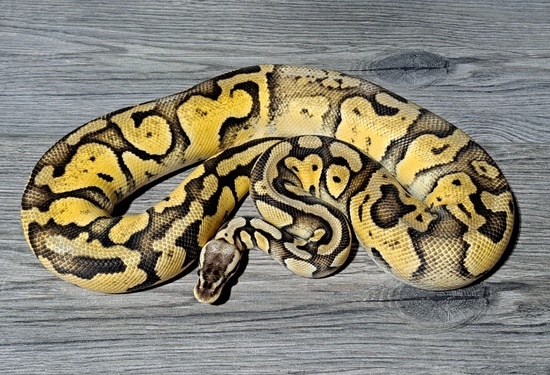 Super Pastel Sandblast 100% Het Pied (Shipping Included) Ball Python by ...