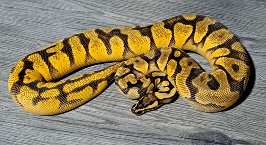 Pastel Od Enchi Yb Ball Python by MADD Ball Pythons