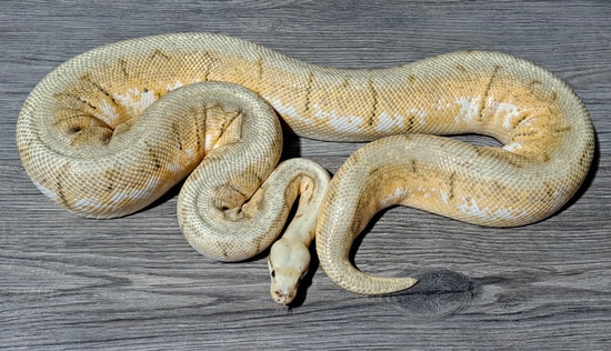 Killer Queen Spin (Ship Inc.) Ball Python by MADD Ball Pythons