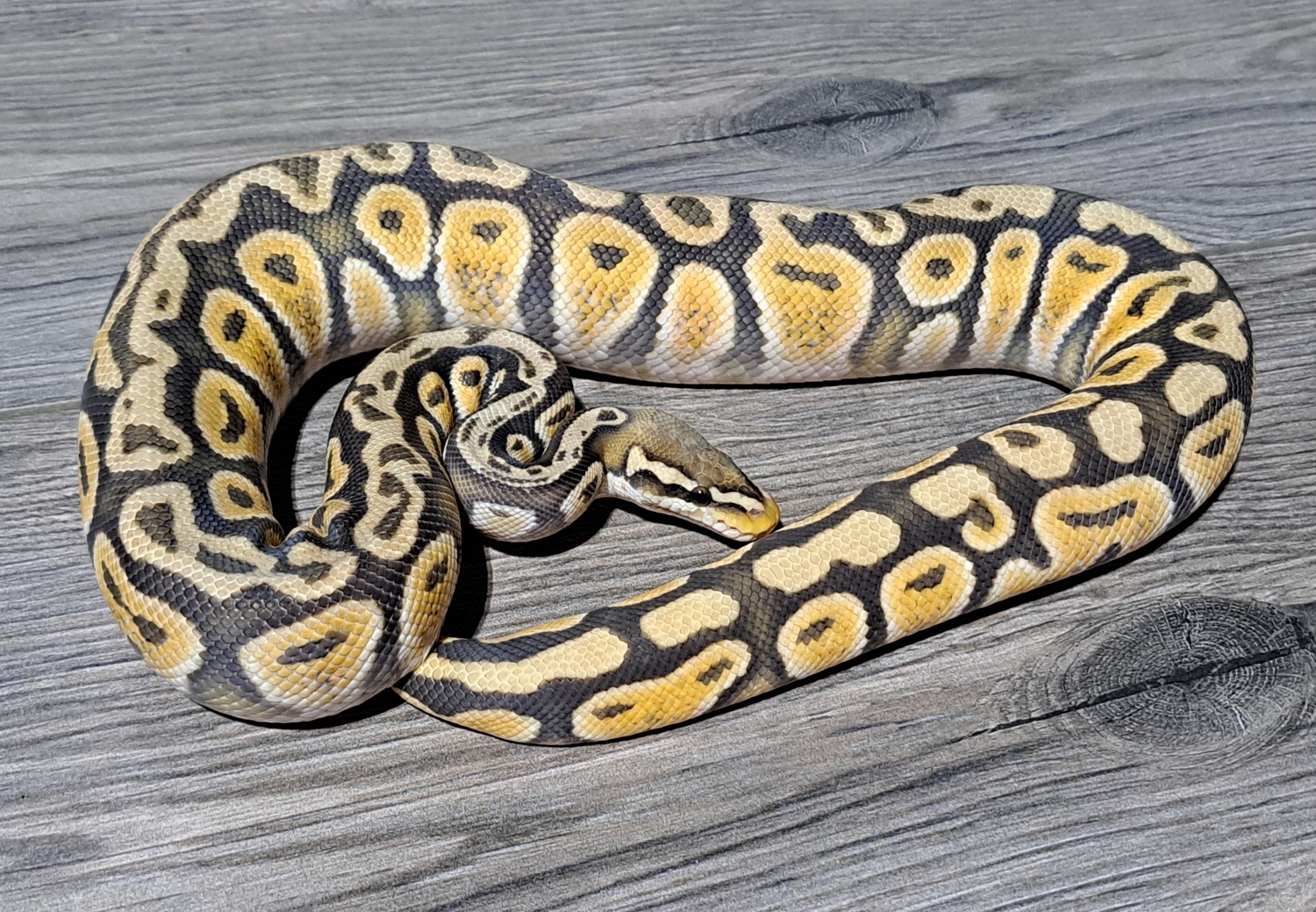 Cypress Pastel Hypo (Shipping Included) Ball Python by MADD Ball ...