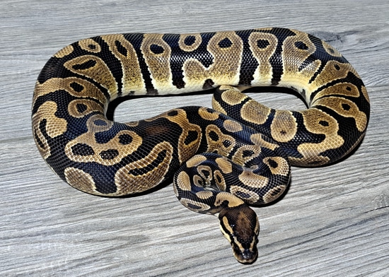 Chocolate 100% Het Ghost Ball Python by MADD Ball Pythons