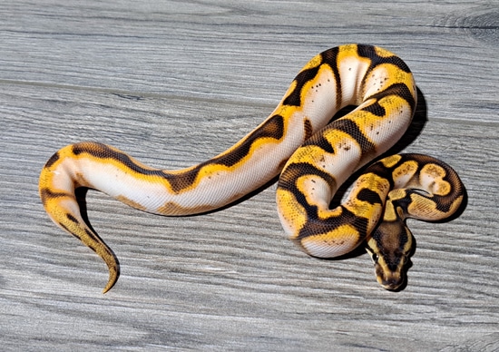 Orange Dream Enchi Sugar Ball Python by MADD Ball Pythons