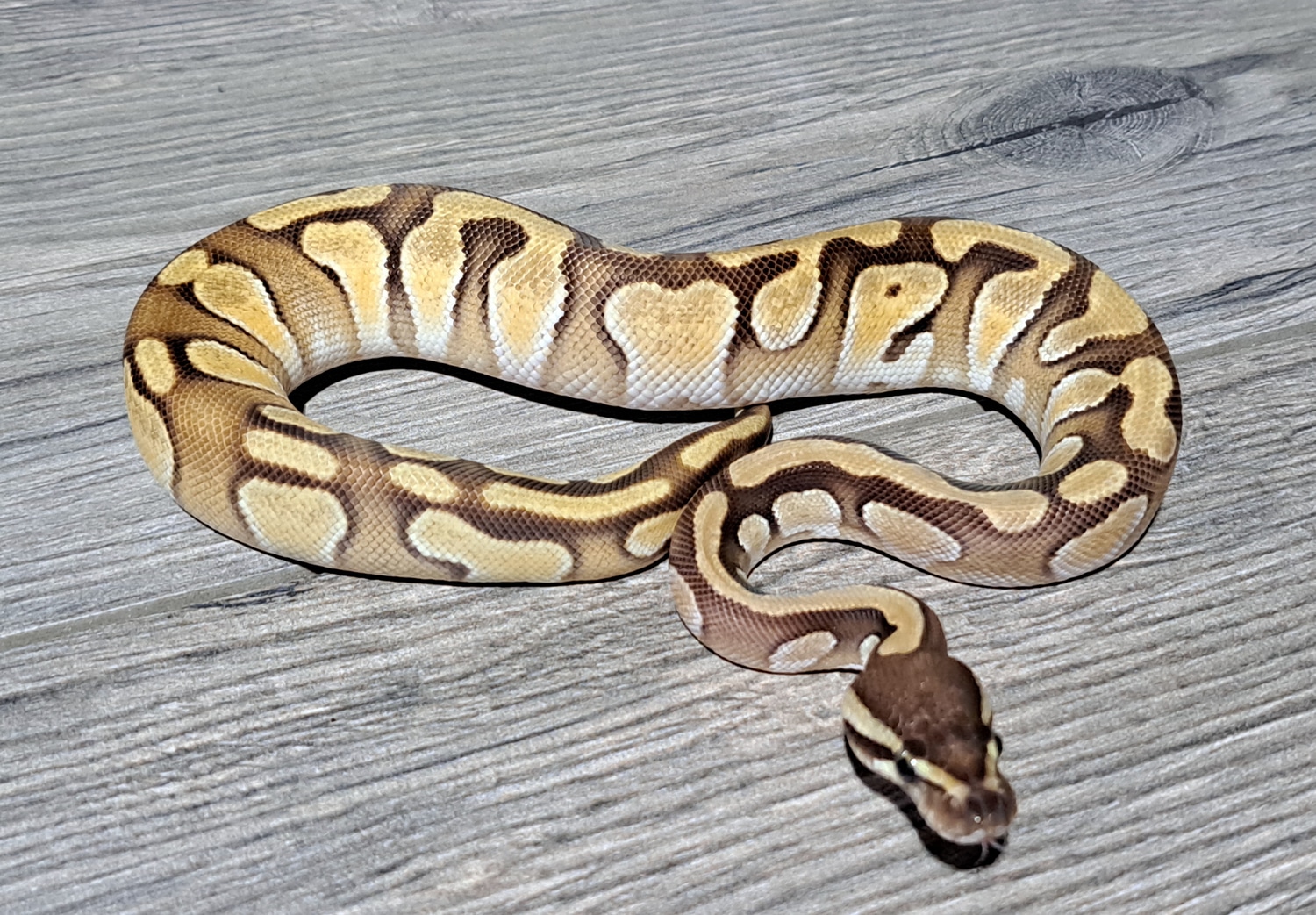 Enchi Mojave 100% Het Sunset Ball Python by MADD Ball Pythons - MorphMarket