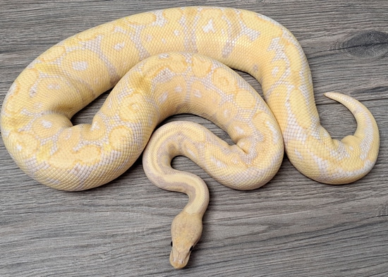 Super Banana Ball Python by MADD Ball Pythons