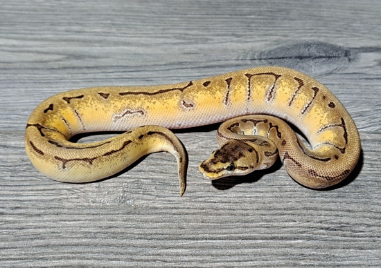 Super Enchi Pin 100% Het Rainbow Ph Albino Ghost (Ship Inc.) Ball ...