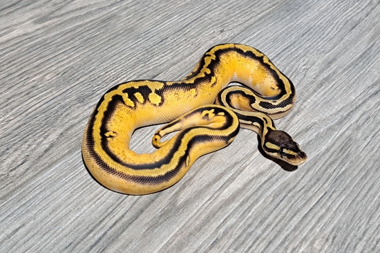 Blackhead Enchi Pastel Pied Ball Python by MADD Ball Pythons
