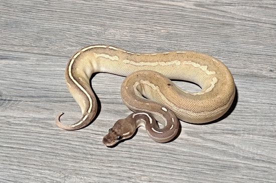 Blackhead Cinnamon Lesser YB Ringer Gene Red Gene Ball Python by MADD ...