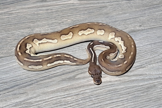 Blackhead Cinnamon Lesser Red Gene Ringer Gene Ball Python by MADD Ball ...