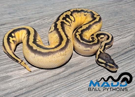 Blackhead Pastel Enchi Pied Ball Python by MADD Ball Pythons