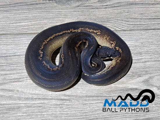Super Blackhead Cinnamon Ball Python by MADD Ball Pythons