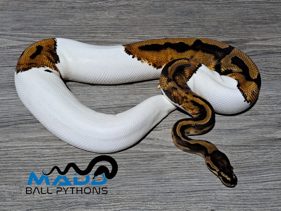 Pied 100% Het Clown Ball Python by MADD Ball Pythons