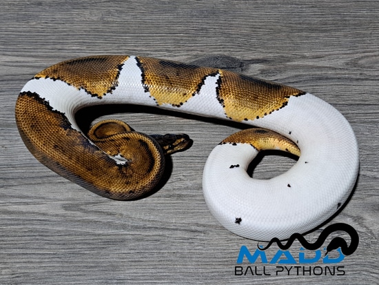 Pied 50% Het Clown Ball Python by MADD Ball Pythons