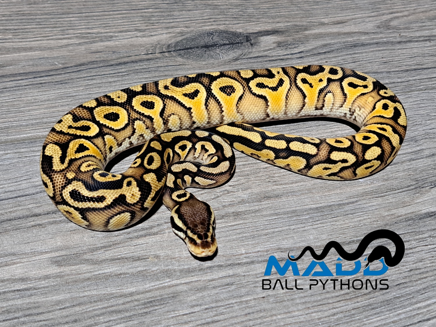 Hurricane Pastel Special Od Ball Python by MADD Ball Pythons - MorphMarket